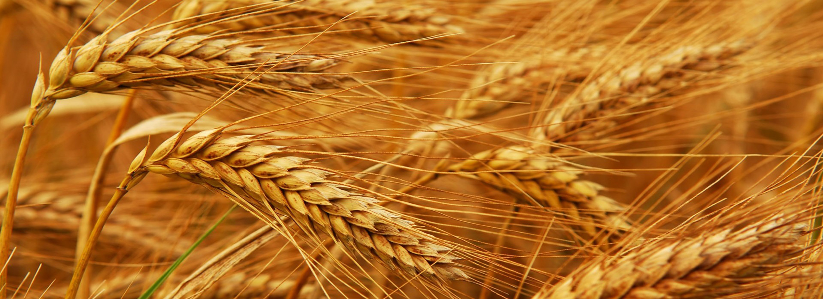 Kailash Agro